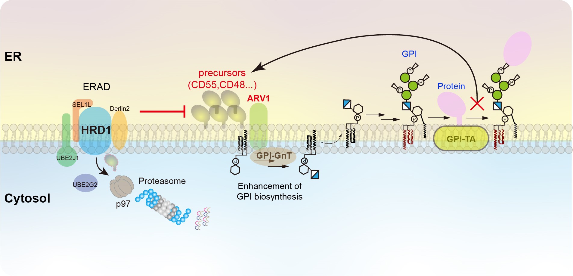 中西秀树教授团队青年教师柳艺石在Journal of cell biology发表GPI锚定蛋白生物合成调控的研究成果-糖化学与生物技术教育部 ...